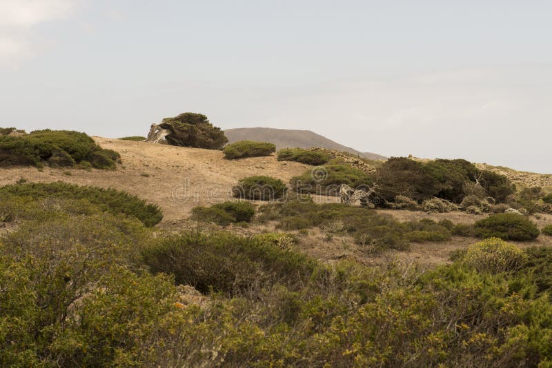 Sabina tree stock image. Image of beautiful, sabina, tourism - 93427617