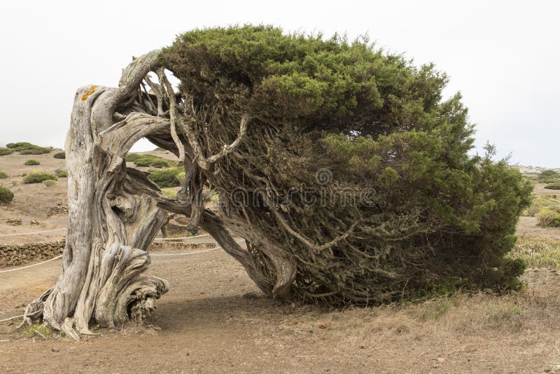 Sabina tree stock image. Image of spain, rugged, tourism - 93427627