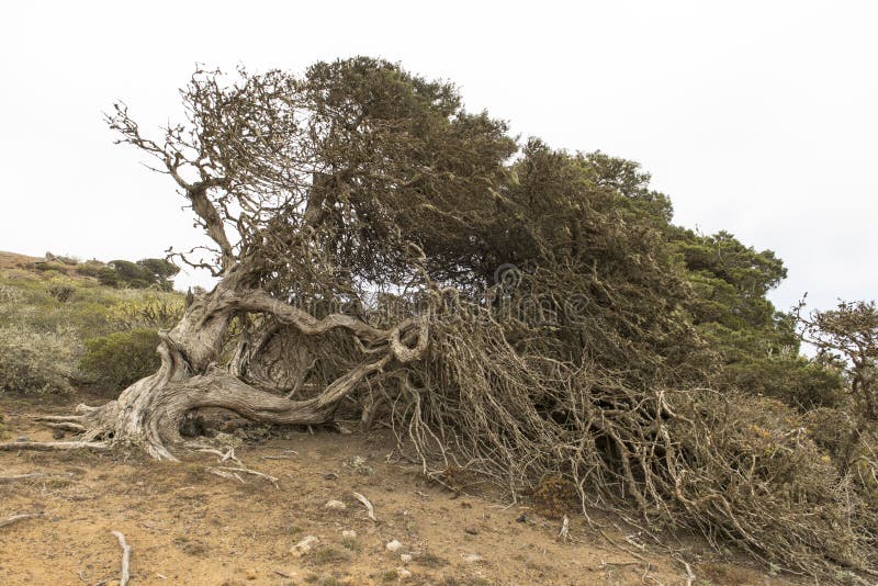 Sabina tree stock photo. Image of field, root, endemic - 93427664