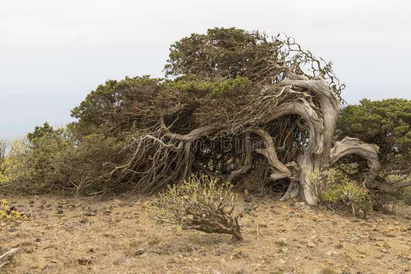 Sabina tree stock photo. Image of ancient, root, nice - 93427756