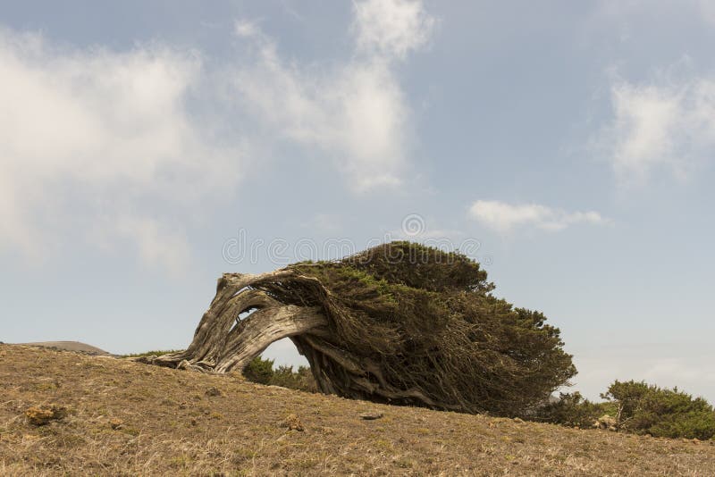 Sabina tree stock image. Image of spain, hierro, islands - 93427687