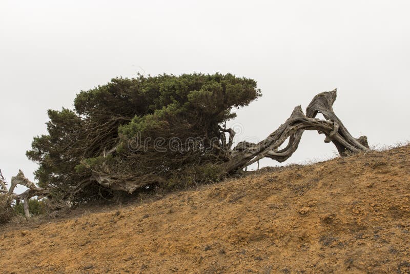 Sabina tree stock photo. Image of ancient, root, nice - 93427756