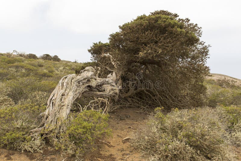 Sabina tree stock photo. Image of ancient, root, nice - 93427688