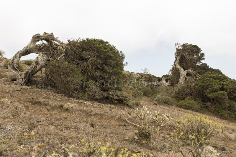 Sabina tree stock image. Image of symbol, sabinal, shrub - 93427777