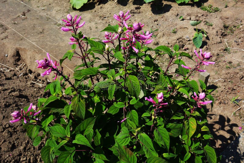 Sabio de la hoja de Rose imagen de archivo. Imagen de significado ...