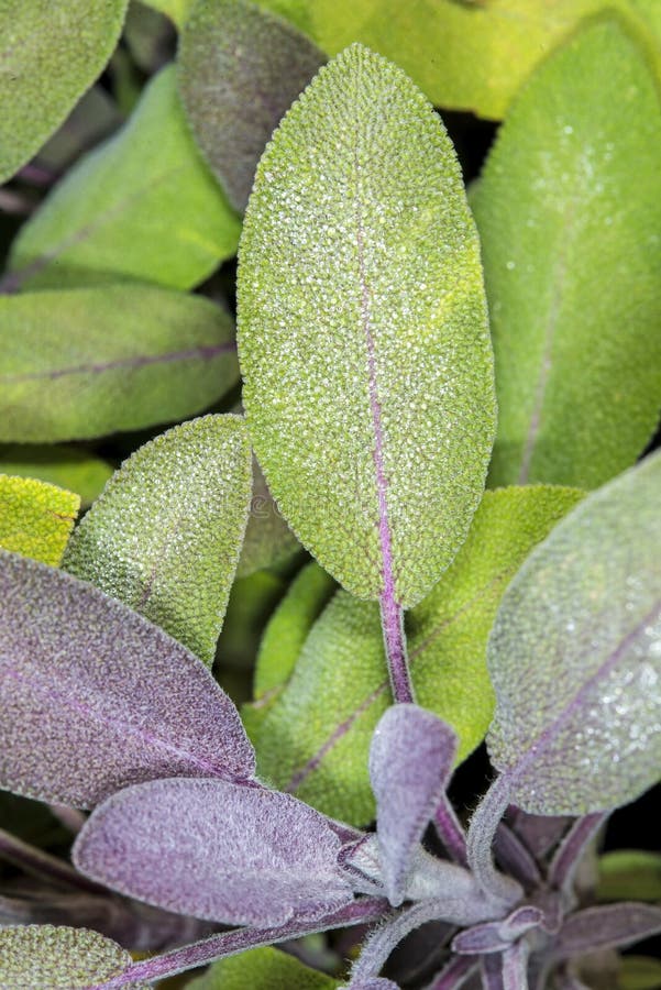 Sabio, Officinalis De Salvia Imagen de archivo - Imagen de fresco, sano ...