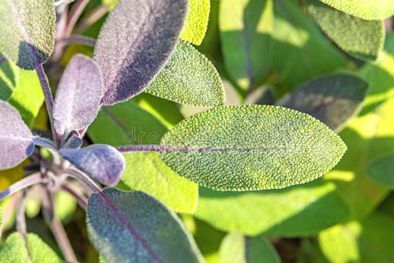Sabio, Salvia Officinalis foto de archivo. Imagen de frescura - 63793686