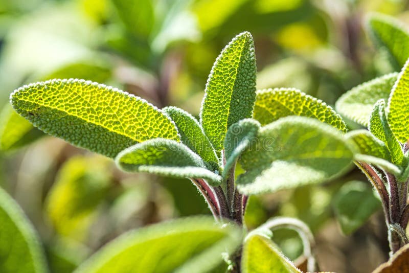 Sabio, Salvia Officinalis imagen de archivo. Imagen de adorne - 51338623