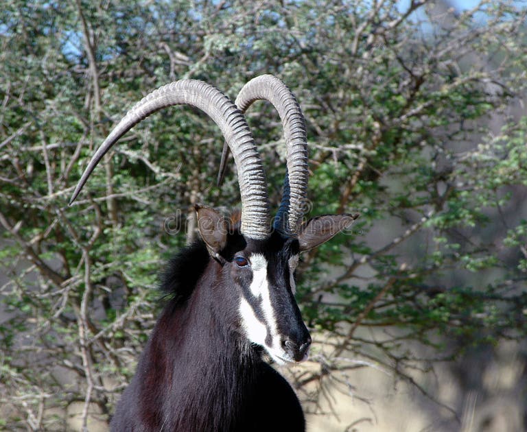 Sable stock image. Image of long, grasslands, graceful - 4454799