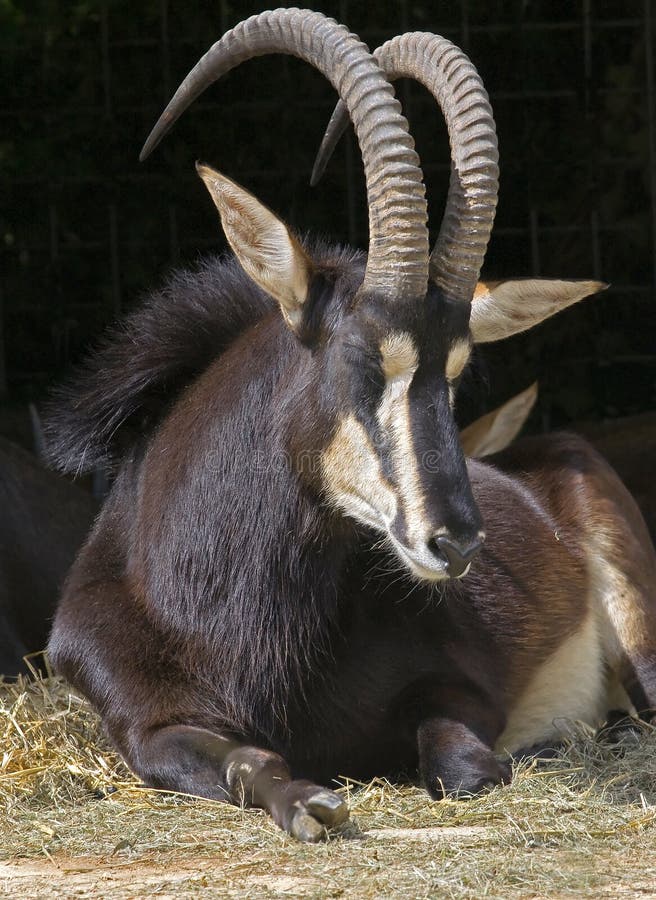 Sable antelope 1 stock photo. Image of horn, herbivore - 26089298