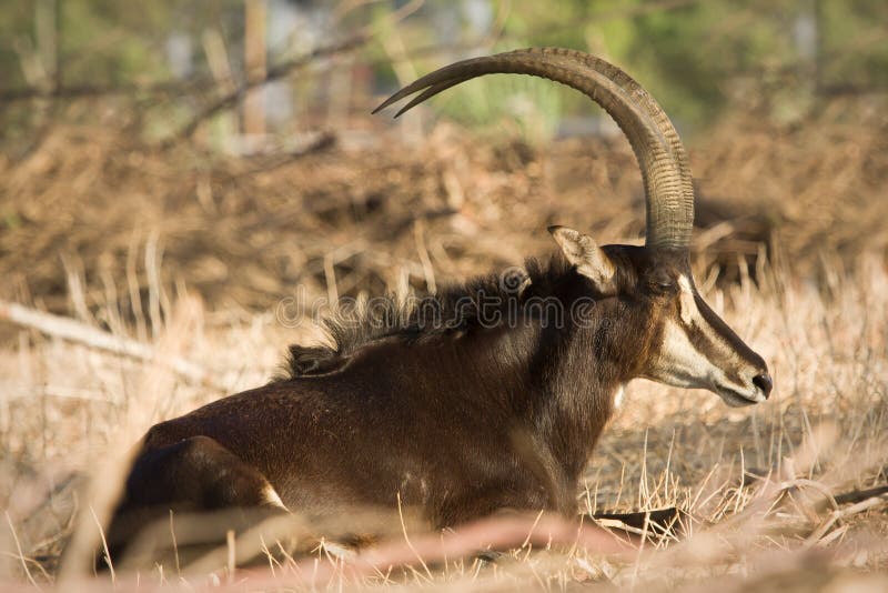 Gemsbok (Oryx gazella) stock image. Image of animal, mammals - 17620445