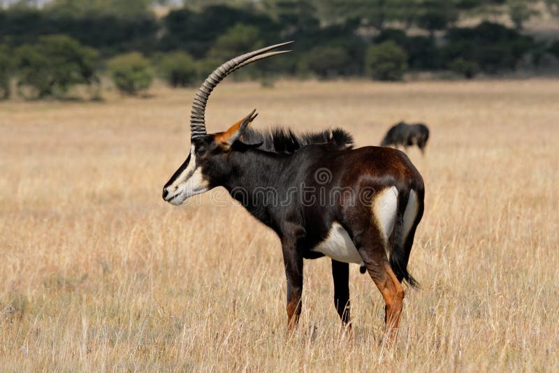 Sable antelope stock image. Image of safari, conservation - 41573171
