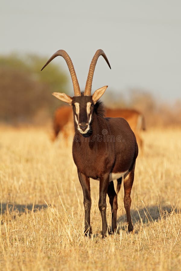 Magnificent Sable Antelope Running Fast Stock Image - Image of ...