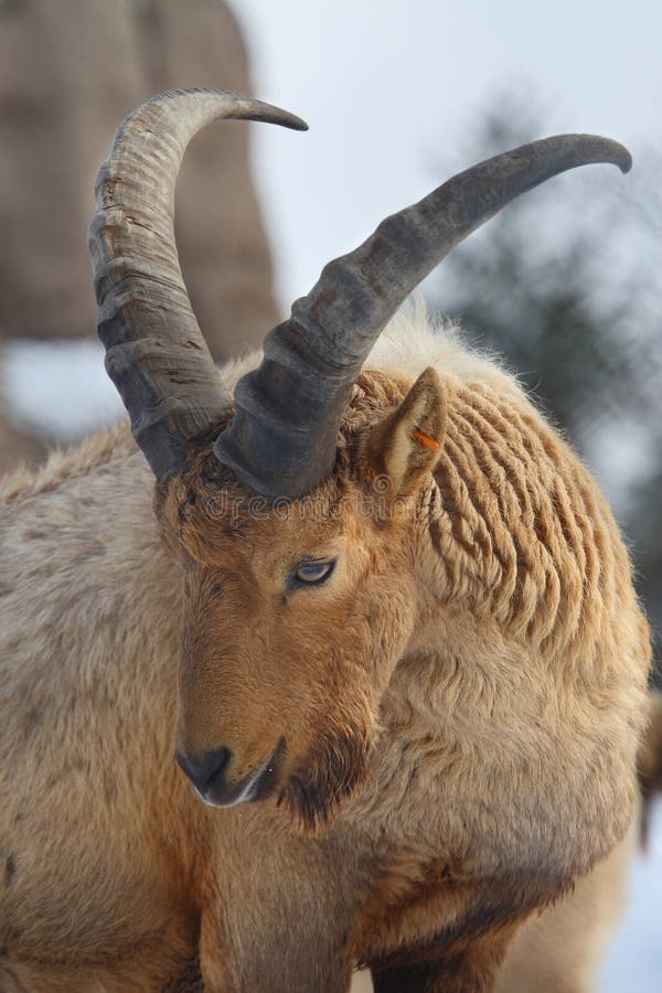Sable antelope stock image. Image of look, antelope, portrait - 4763491