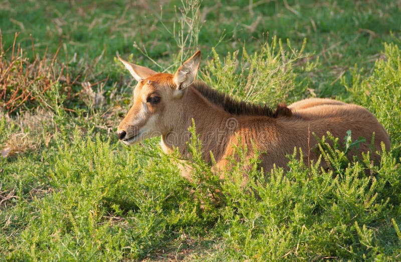 Little Sable Antelope Suckling Its Mother Stock Photo - Image of baby ...