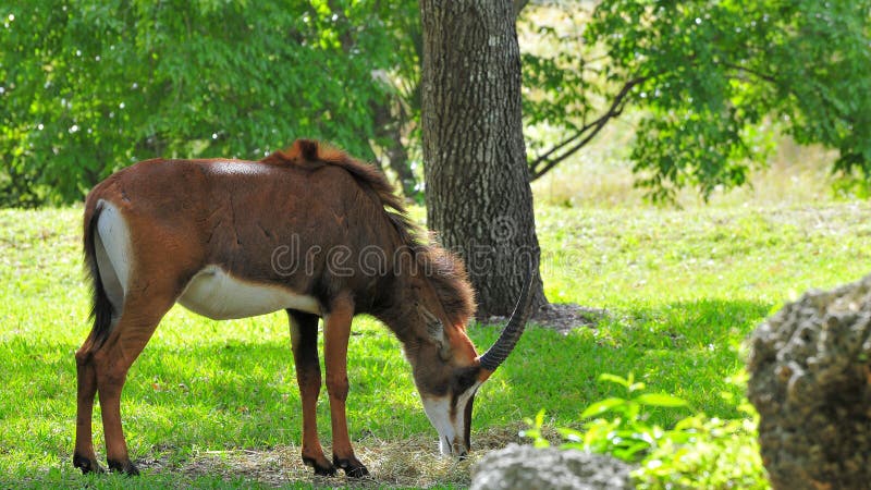 Sable antelope eating stock image. Image of antelopes - 24592965