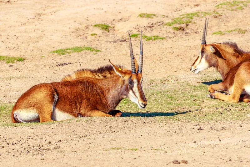 Sable Antelope Group stock image. Image of nature, diego - 65352925