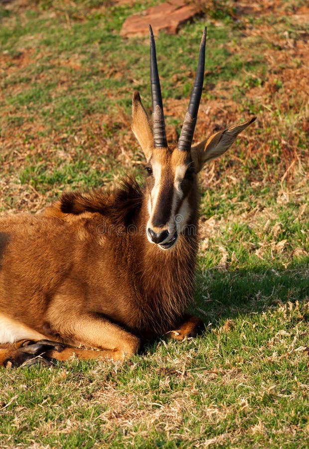 Sable antelope head stock image. Image of male, grasslands - 23767081