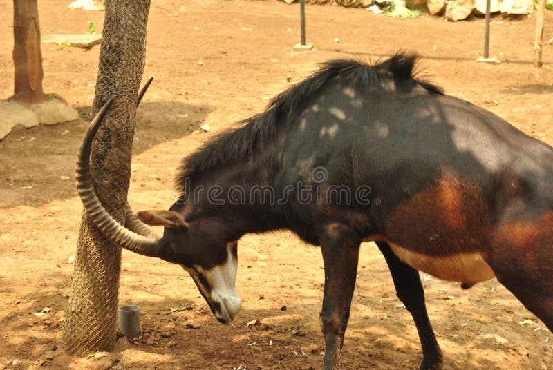 Sable Antelope Headbutts a Tree Stock Photo - Image of hippotragus ...