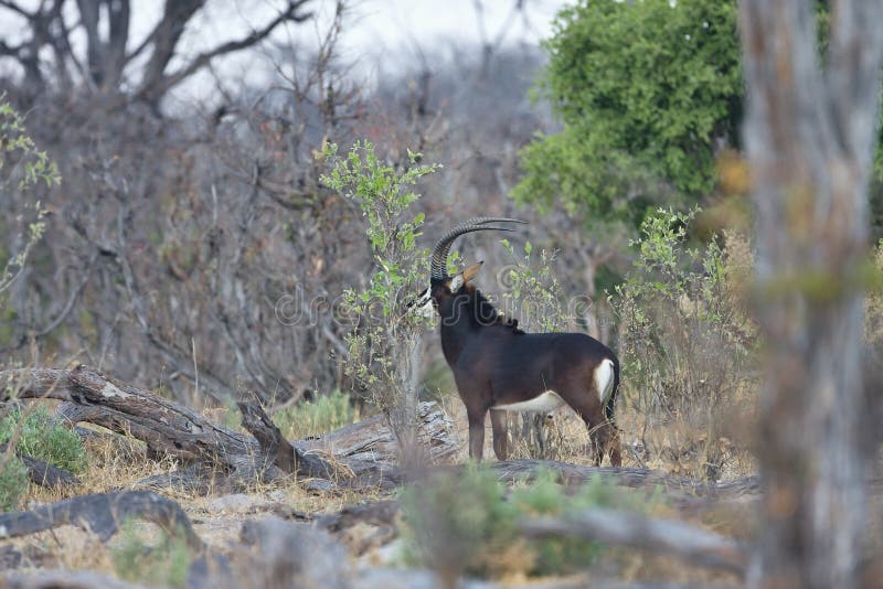 Sable Antelope,Hippotragus Niger, National Park Moremi, Botswana Stock ...