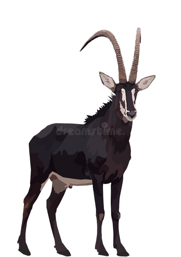Sable Bull Portrait Side View Isolated Silhouette Stock Vector ...
