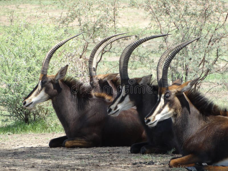 Sable stock image. Image of endangered, black, sable - 79531061