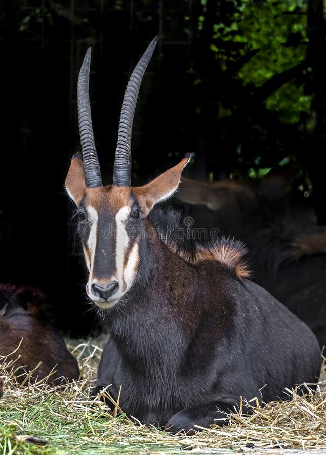 Sable antelope 8 stock image. Image of view, wildlife - 102629417