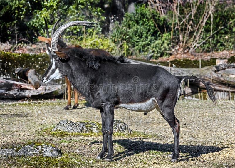 Sable antelope male 2 stock image. Image of wildlife - 143806657