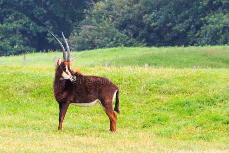 Sable Antelope on the Open Plains Stock Image - Image of safari, female ...