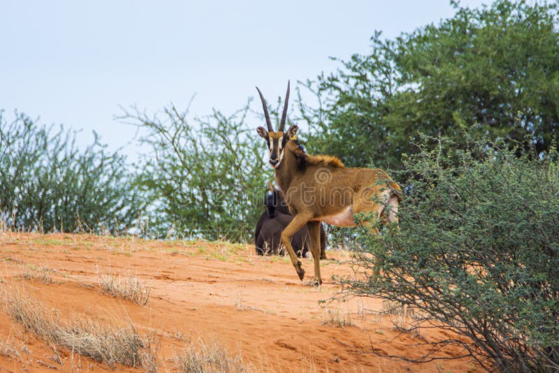 Sable Antelope on Orange Dune in Kalahari Desert, Namibia Stock Image ...