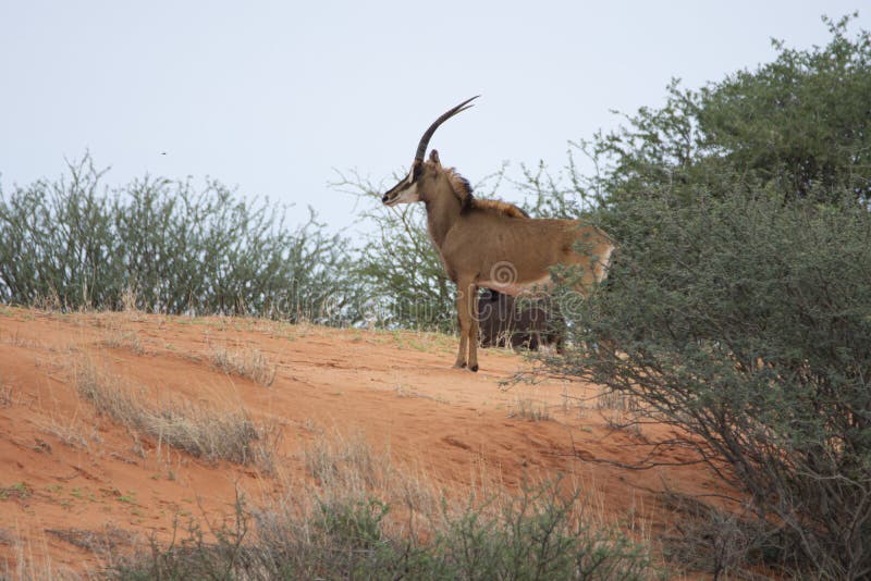 Sable Antelope on Orange Dune in Kalahari Desert, Namibia Stock Photo ...