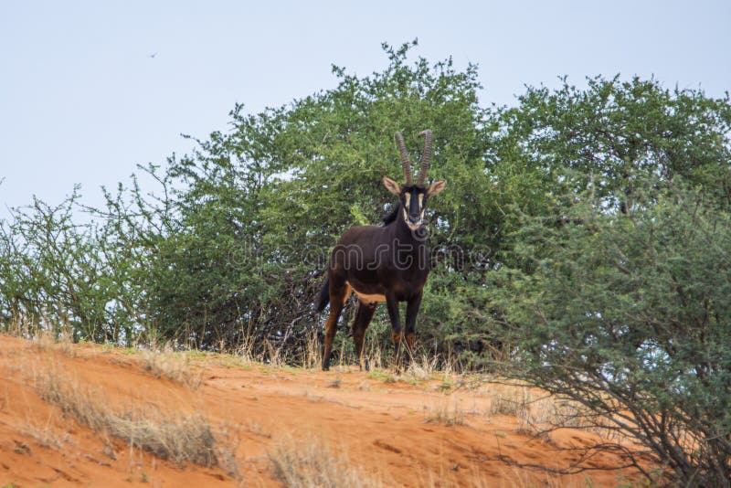 Sable Antelope on Orange Dune in Kalahari Desert, Namibia Stock Photo ...
