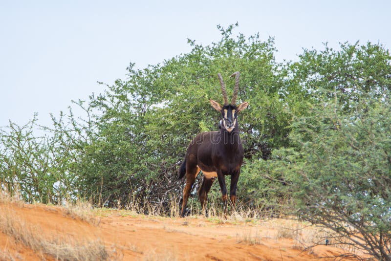Sable Antelope on Orange Dune in Kalahari Desert, Namibia Stock Image ...