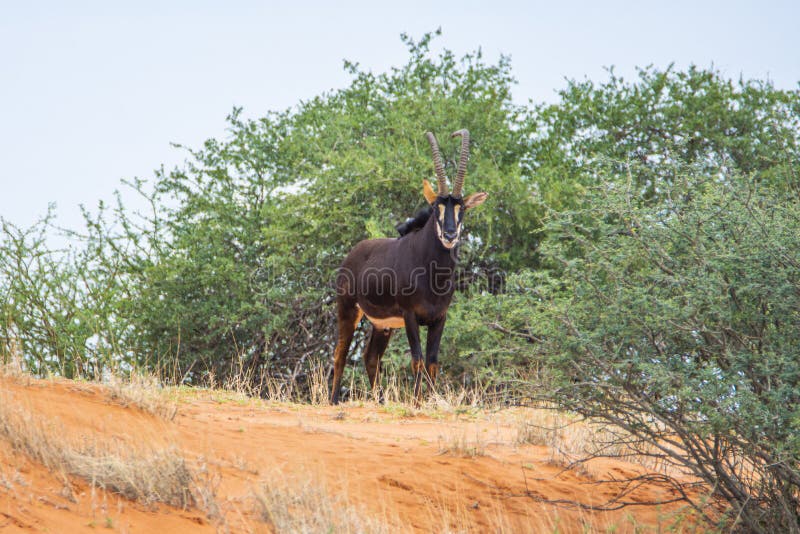 Sable Antelope on Orange Dune in Kalahari Desert, Namibia Stock Photo ...