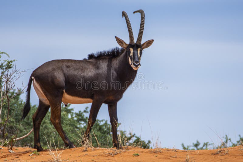 Sable Antelope on Orange Dune in Kalahari Desert, Namibia Stock Photo ...