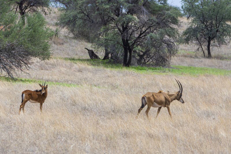Sable Antelope on Orange Dune in Kalahari Desert, Namibia Stock Image ...