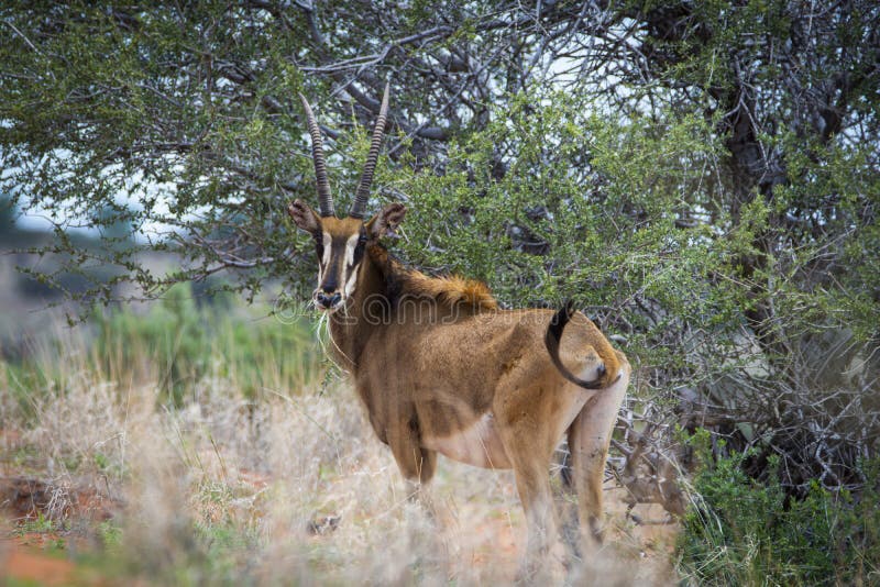 Sable Antelope on Orange Dune in Kalahari Desert, Namibia Stock Photo ...