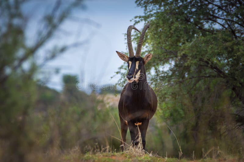 Sable Antelope on Orange Dune in Kalahari Desert, Namibia Stock Photo ...