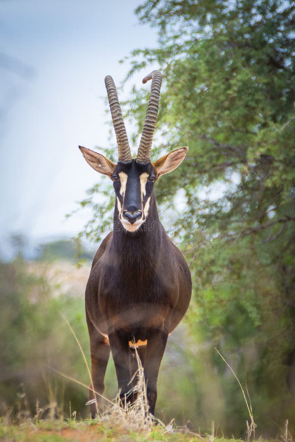 Sable Antelope on Orange Dune in Kalahari Desert, Namibia Stock Image ...