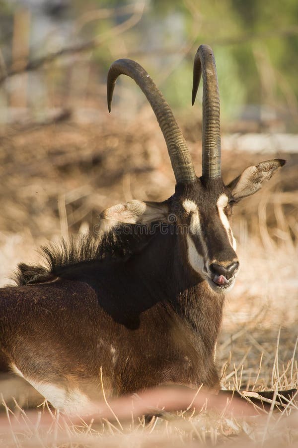 Sable antelope portrait stock image. Image of savanna - 10400241