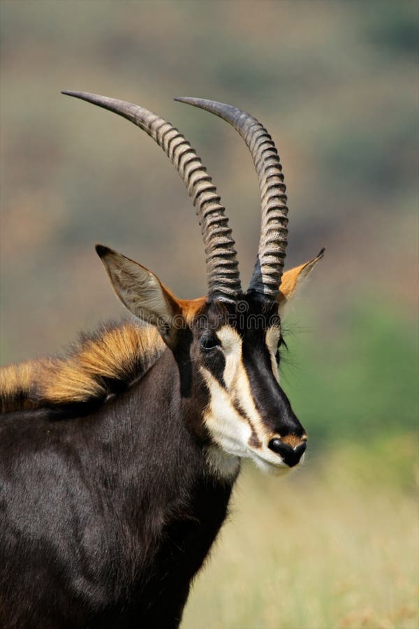 Sable antelope portrait stock image. Image of mammal, endangered - 5134217