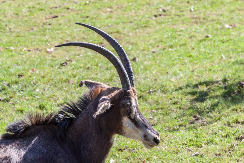 Sable Antelope stock image. Image of safari, ecology - 53944465