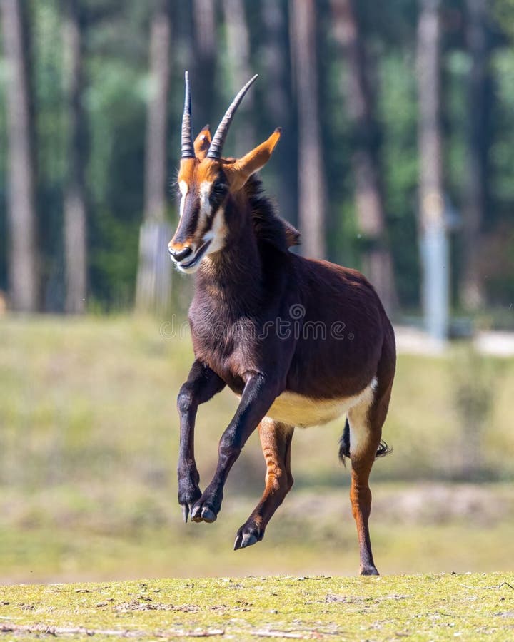 Sable Antelope Running in a Meadow, Hippotragus Niger Stock Photo ...