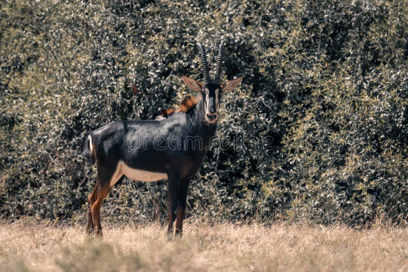 Sable Antelope Standing in Clearing Watching Camera Stock Image - Image ...