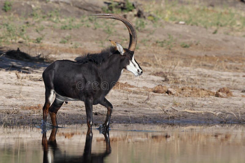 Sable Antelope Standing in Water Stock Photo - Image of niger, africa ...