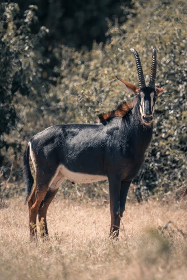 Sable Antelope Stands in Clearing Eyeing Camera Stock Image - Image of ...
