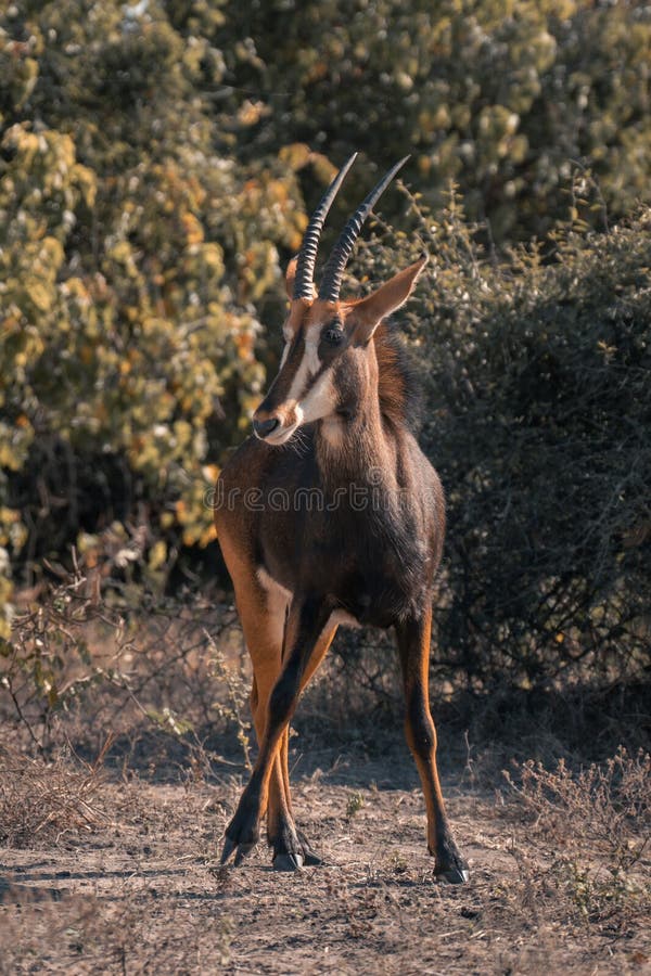 Sable Antelope Stands Watching Camera Lifting Foot Stock Photo - Image ...