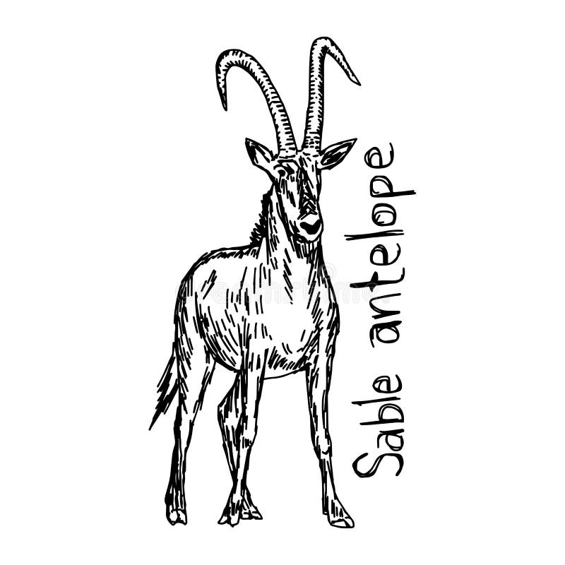 Sable Antelope Vector Illustration Stock Vector - Illustration of ...