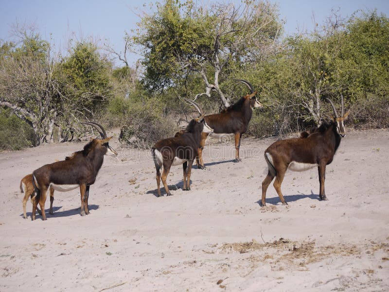 Sable antelopes stock photo. Image of conservation, national - 50357674