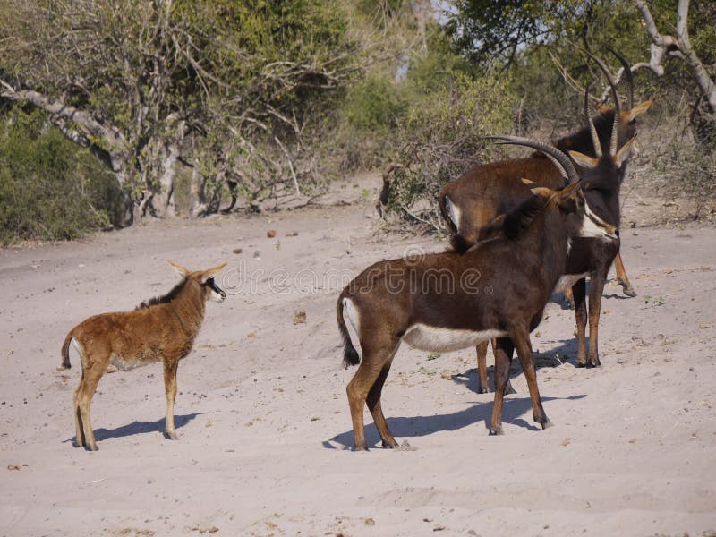 Sable antelopes stock photo. Image of baby, zoologist - 50357692